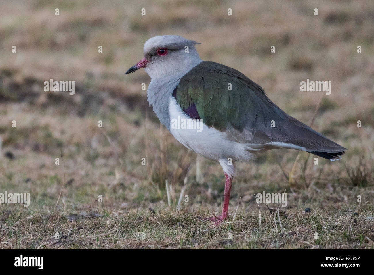 An Andean lapwing (Vanellus resplendens) in the grassy fields near the ...