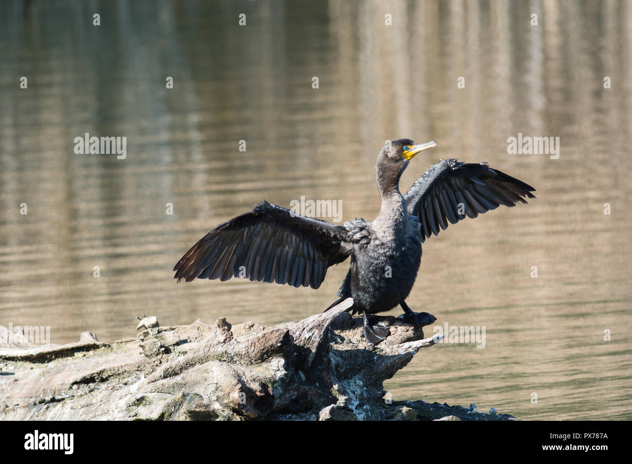 Cormorant with wings spread hi-res stock photography and images - Alamy