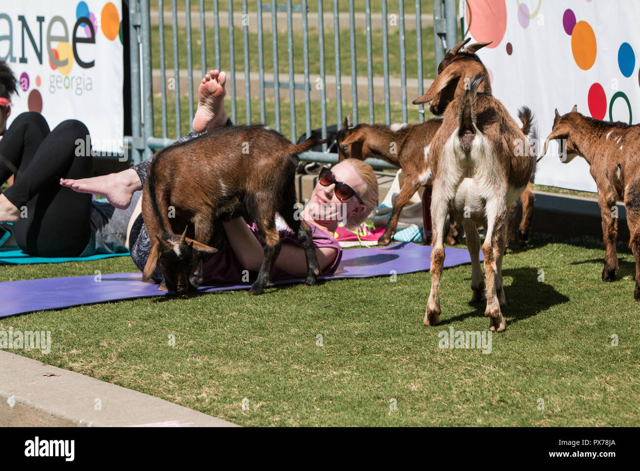 Goat yoga hi-res stock photography and images - Alamy