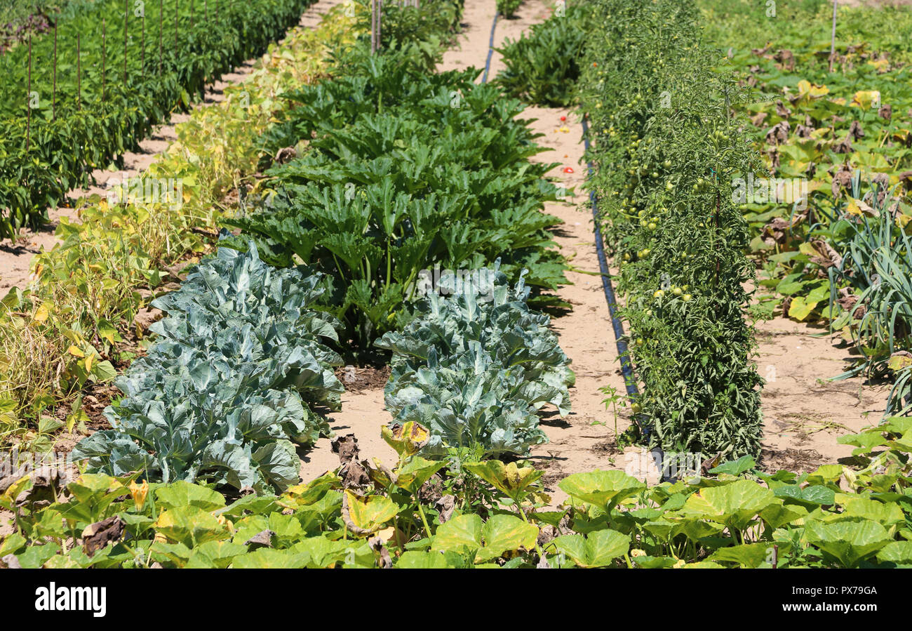 large vegetable garden with cabbages, lettuce, aubergines and other ...