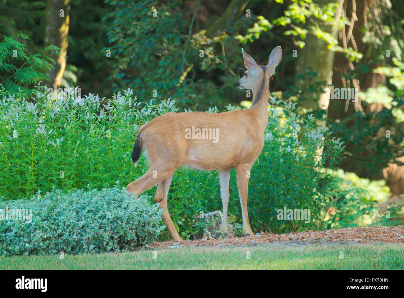 Black tailed deer with fawn hi-res stock photography and images - Alamy