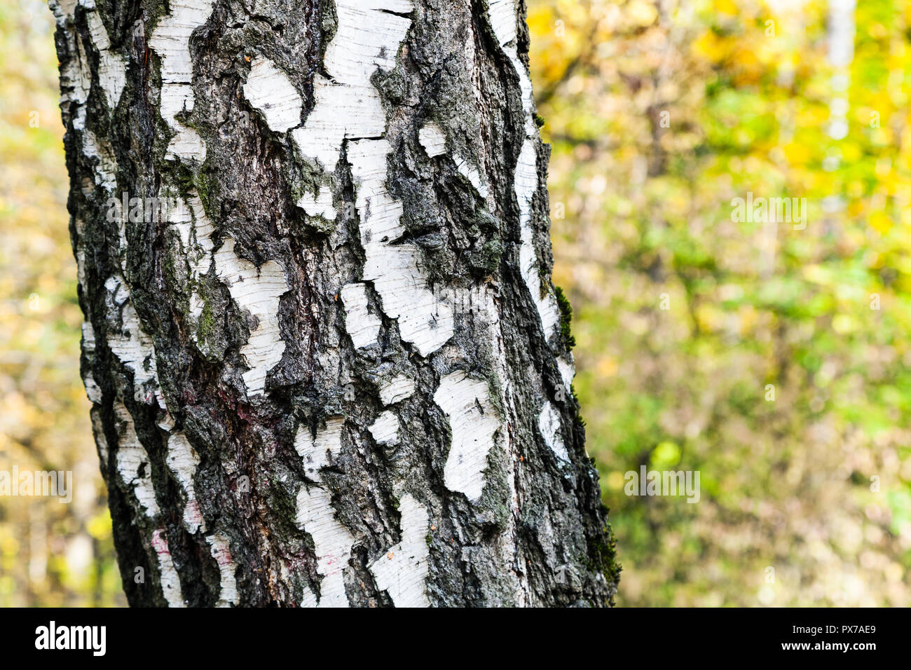 birch tree trunk close up in forest of Timiryazevsky Park in sunny ...
