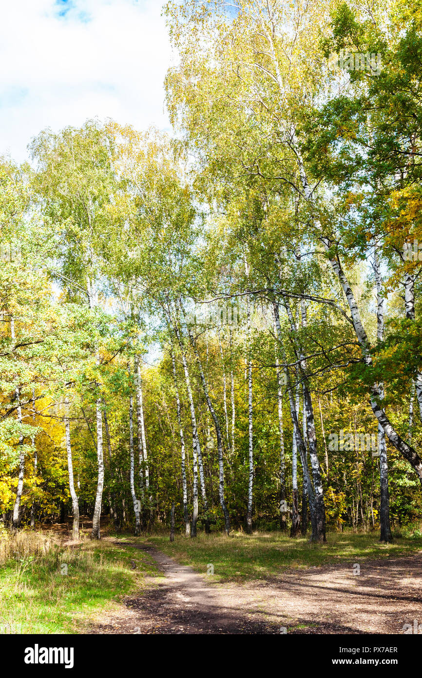 pathway on meadow in birch grove in forest of Timiryazevsky Park in ...