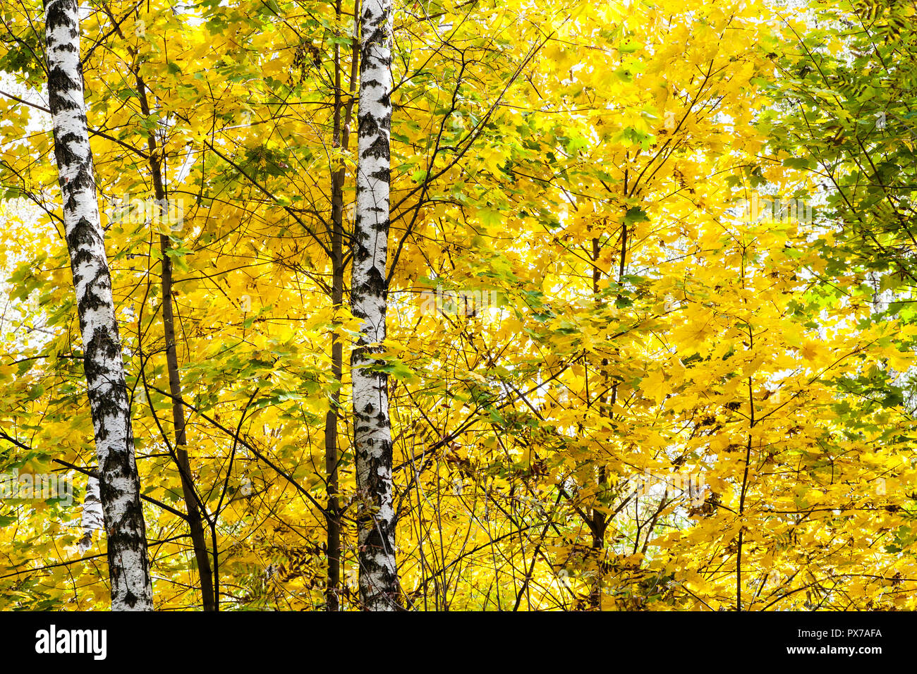 birch trunks in yellow leaves of maple tree in forest of Timiryazevsky ...