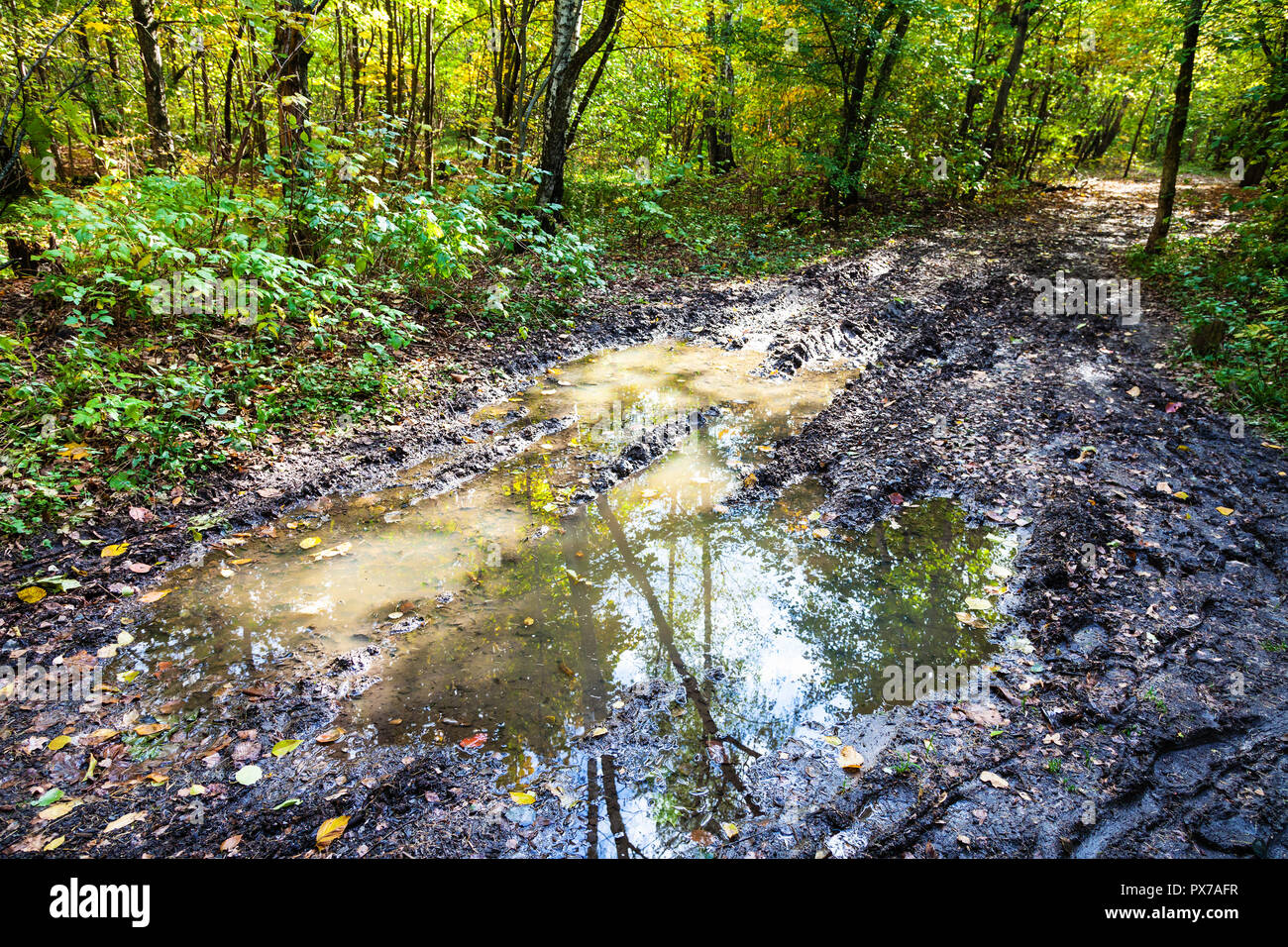 deep puddle on dirty road in autumn forest of Timiryazevsky Park in ...