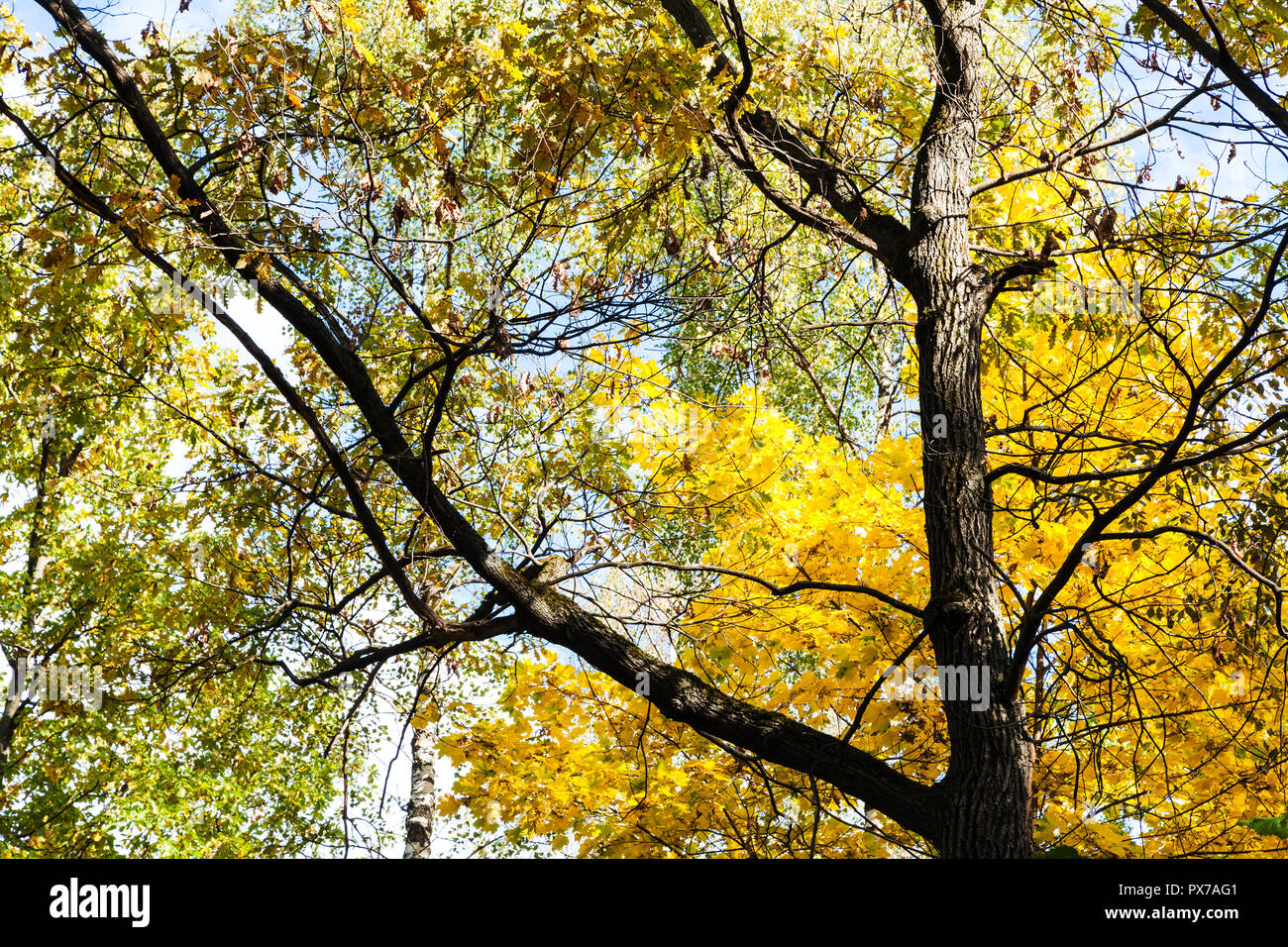 bottom view of oak trunk between autumn trees in forest of ...