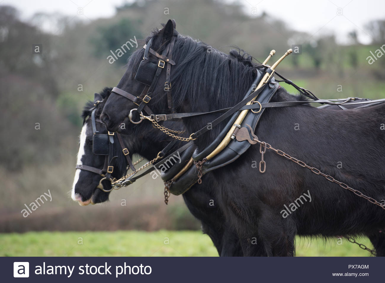 Hogged Horse Stock Photos & Hogged Horse Stock Images - Alamy
