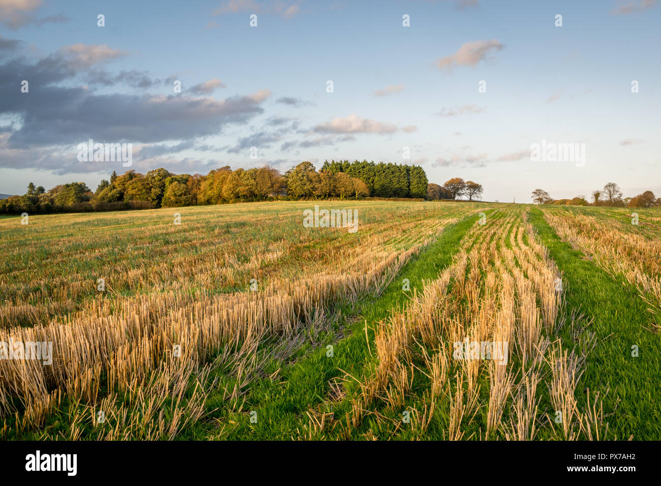 Barley field ireland hi-res stock photography and images - Alamy