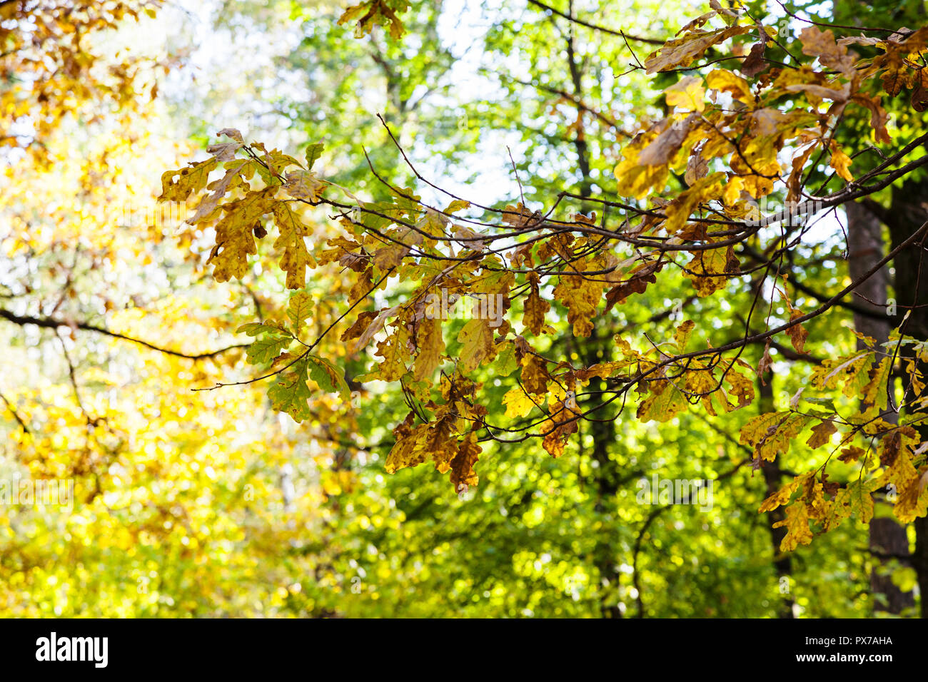oak tree twigs in forest of Timiryazevsky Park in sunny october day ...
