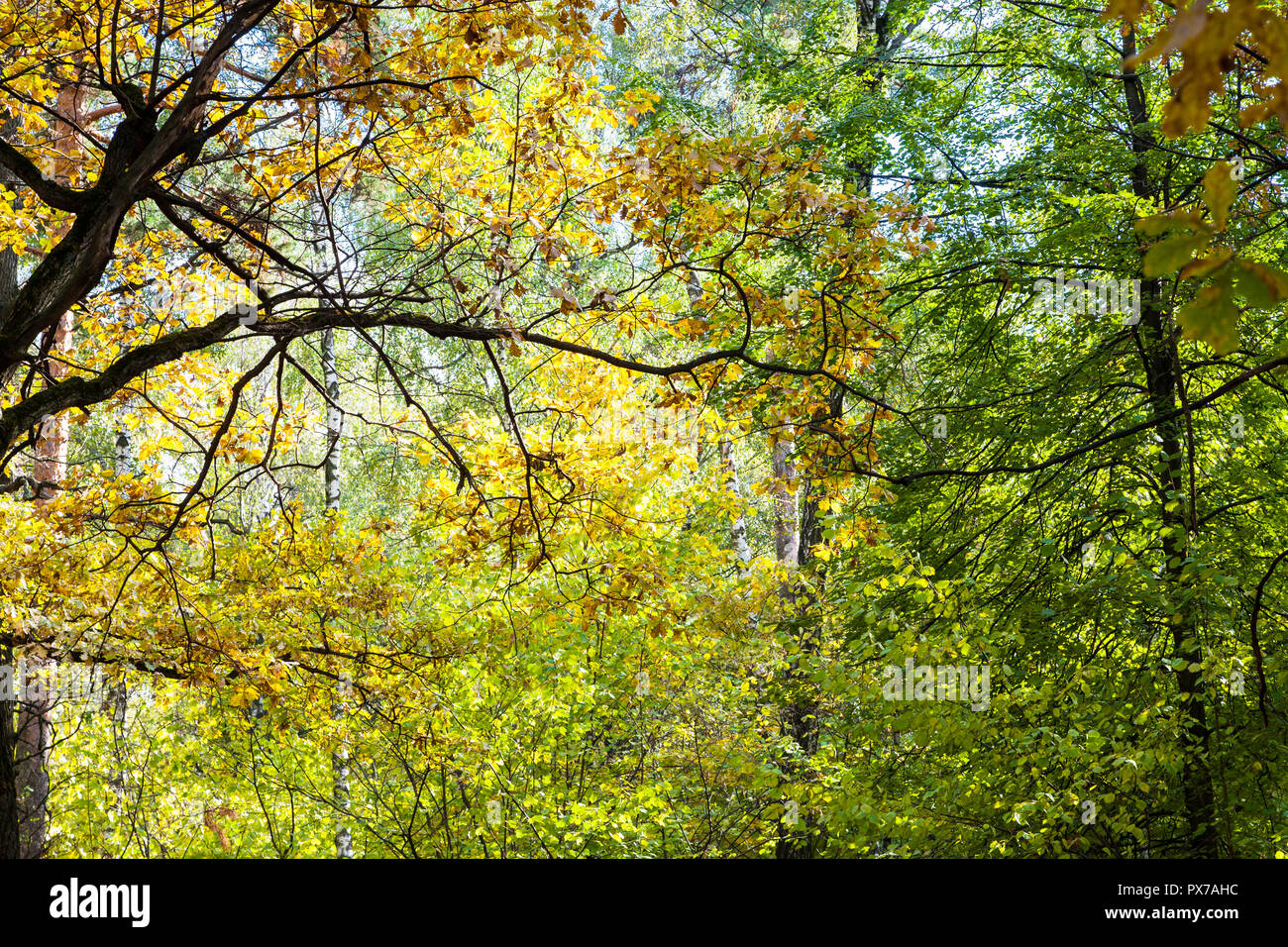 oak tree in dense forest in Timiryazevsky Park in sunny october day ...