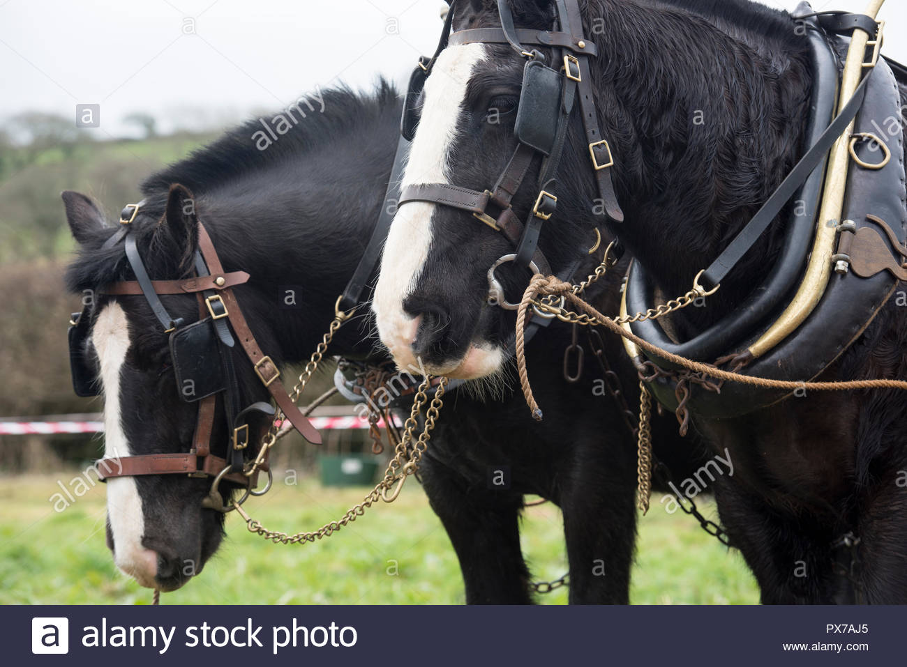Hogged Horse Stock Photos & Hogged Horse Stock Images - Alamy