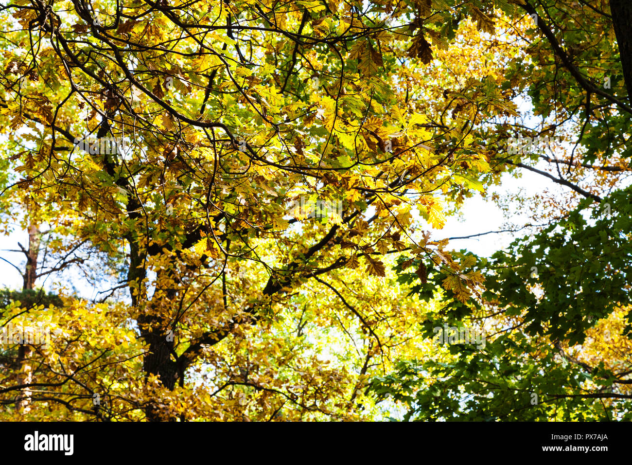 bottom view of oak foliage in forest of Timiryazevsky Park in sunny ...