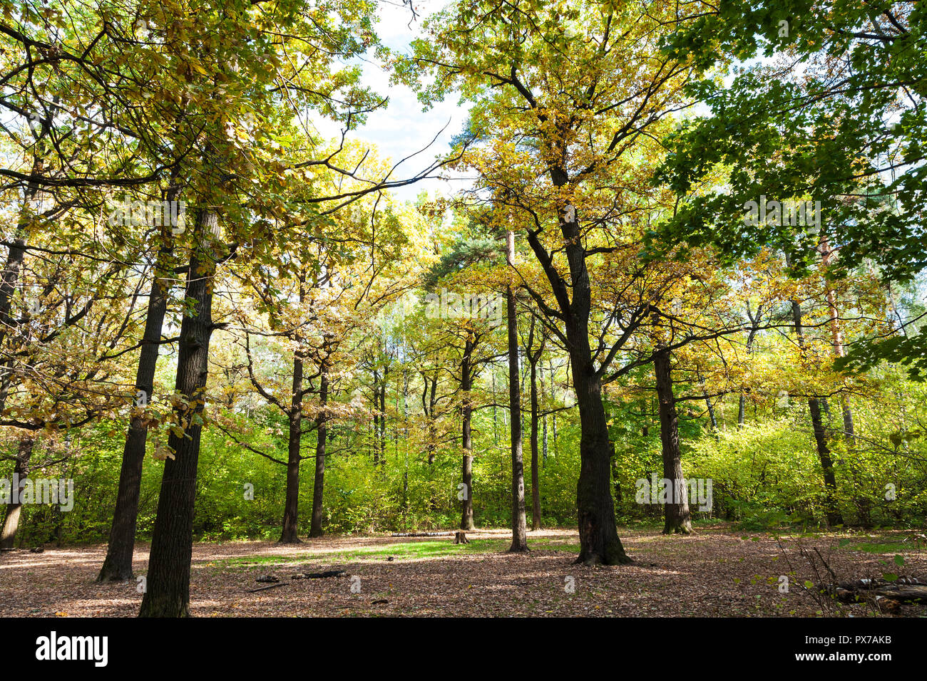 oak grove illuminated by sun on meadow in forest of Timiryazevsky Park ...
