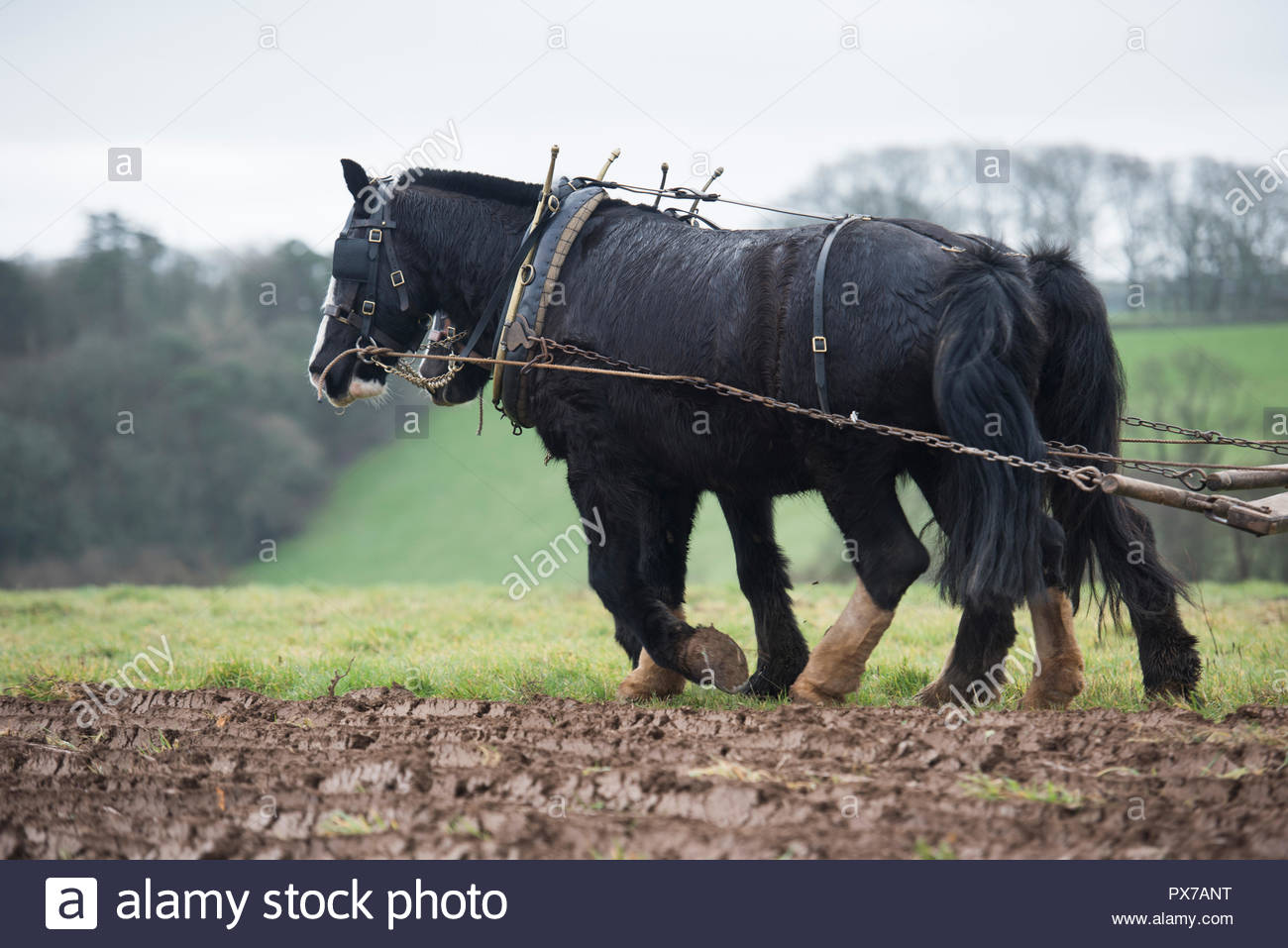 Hogged Horse Stock Photos & Hogged Horse Stock Images - Alamy