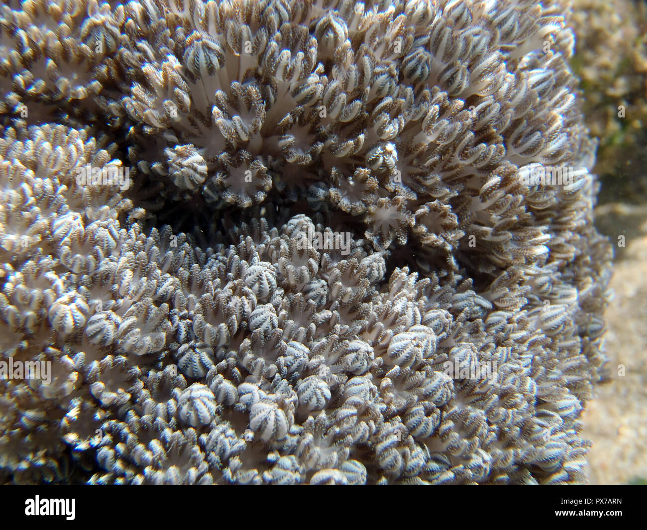 Soft coral reef north male hi-res stock photography and images - Alamy