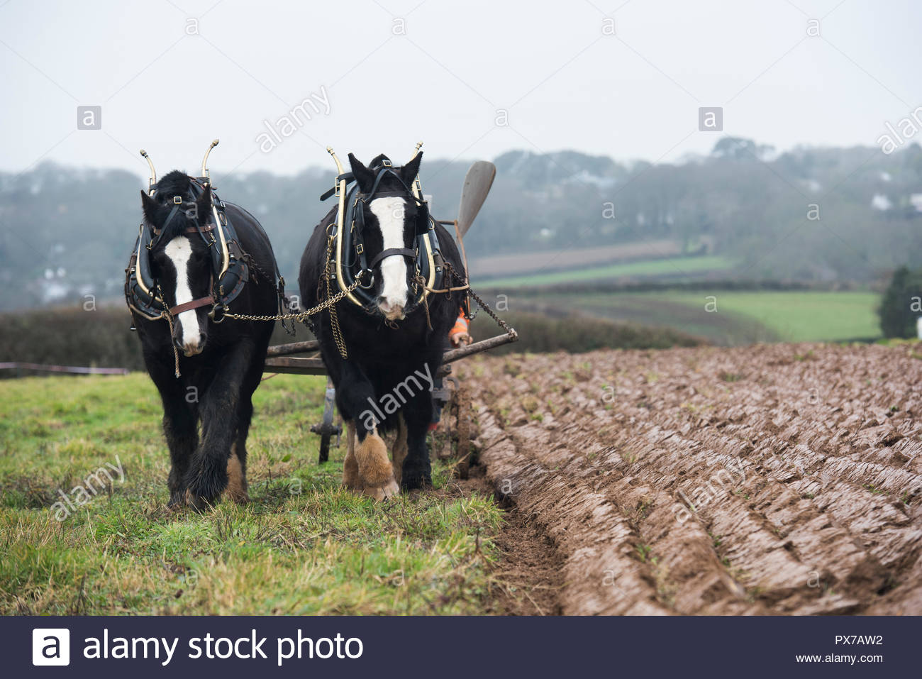 Hogged Horse Stock Photos & Hogged Horse Stock Images - Alamy