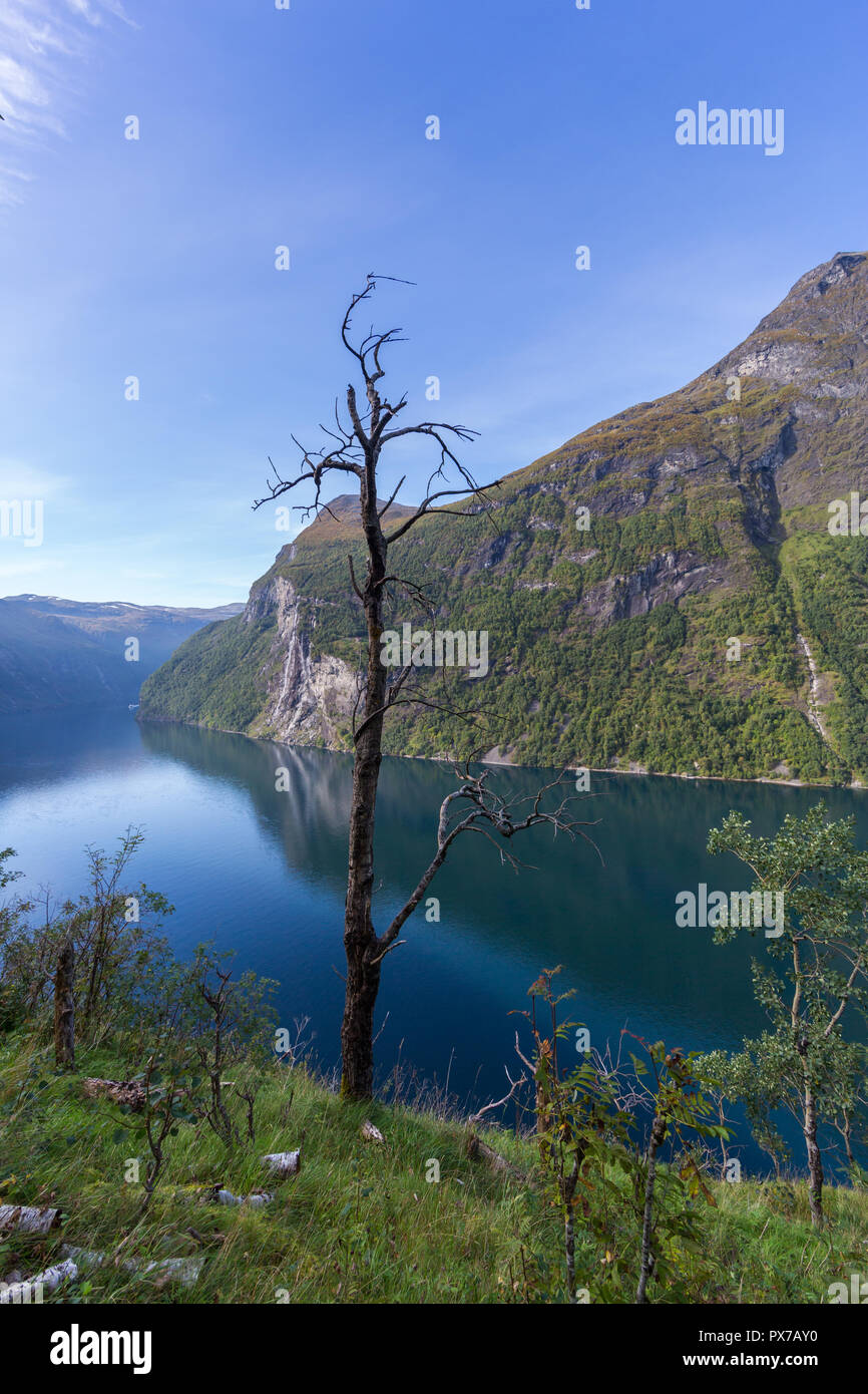 one tree above Geiranger fjord in norway, blue sky Stock Photo - Alamy