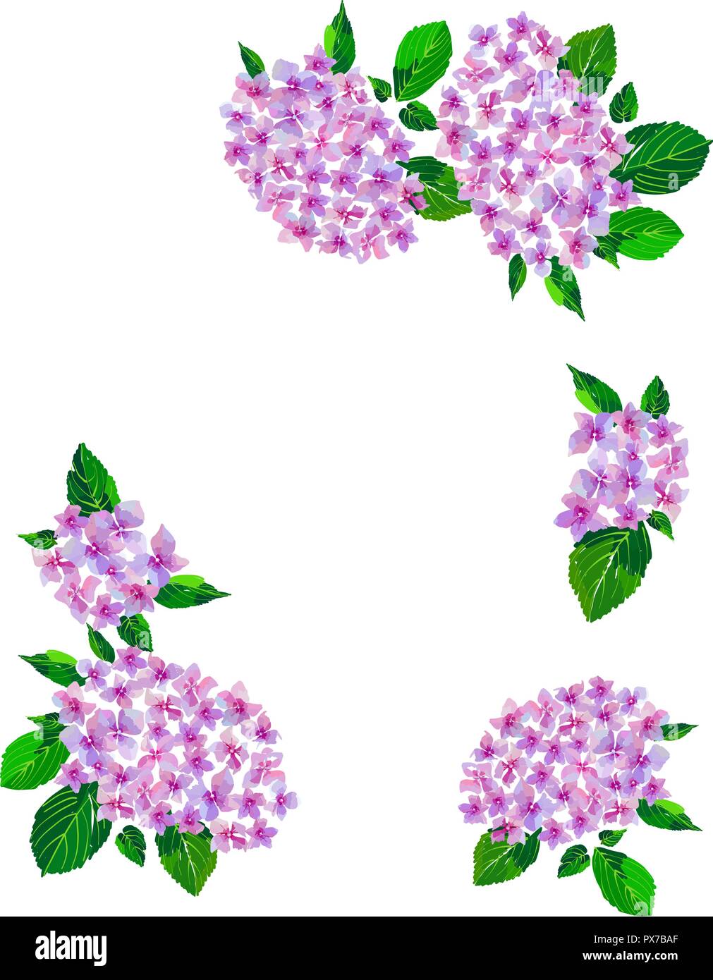 Garden Pink Hydrangea flowers. Botanical illustration in hand drawn ...