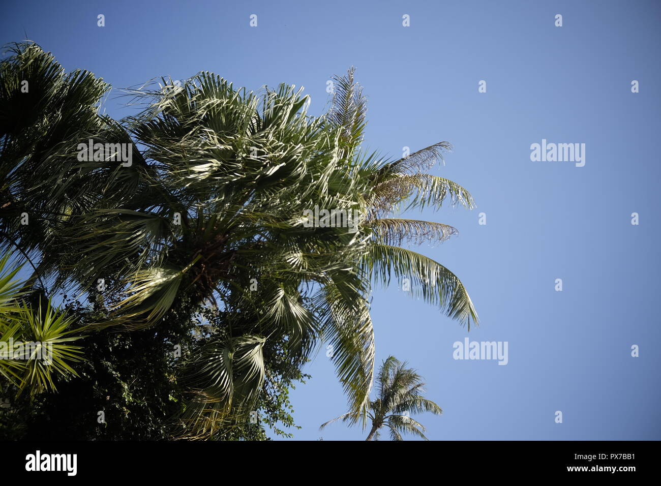 Relaxed palm tree hi-res stock photography and images - Alamy