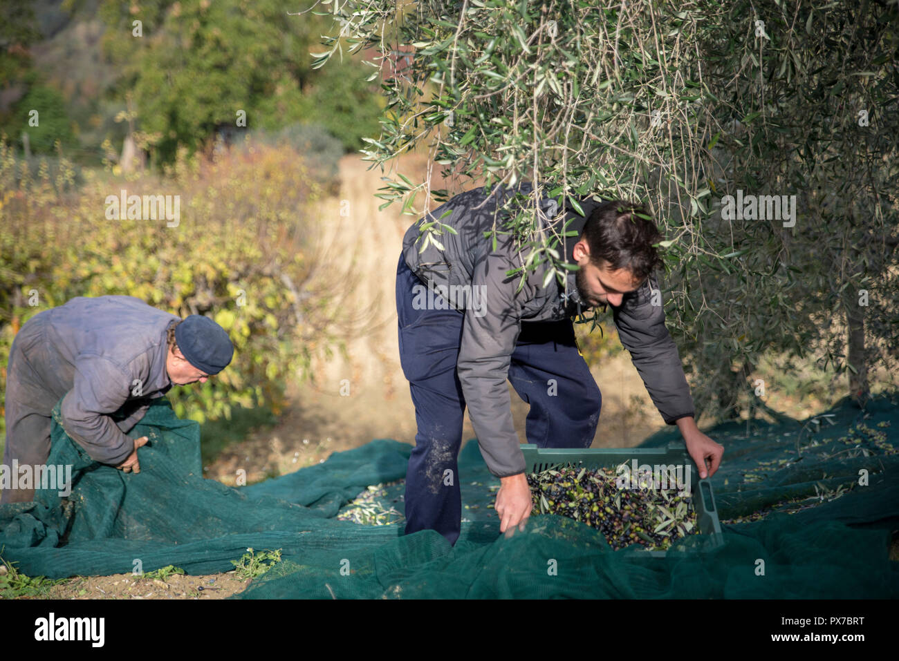 Italy. Farmers at work in harvesting olives in the countryside Stock ...