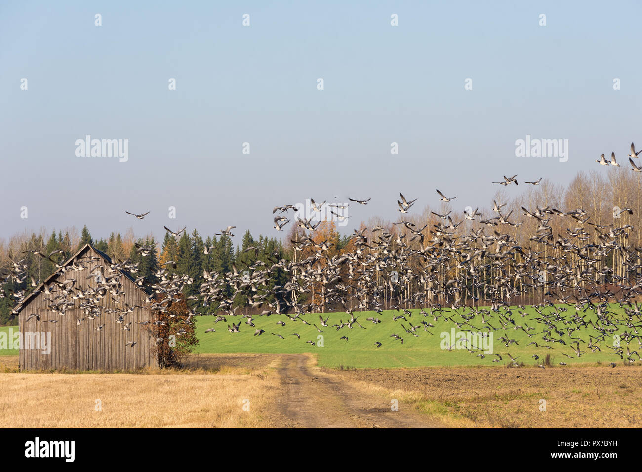 Barnacle geese leaving for a autumn migration Stock Photo - Alamy