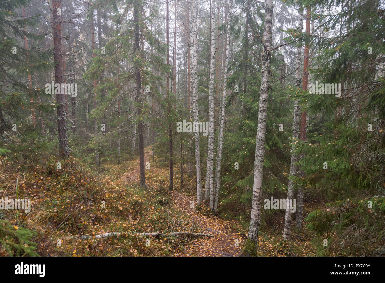 Trekking route in Repovesi National Park in Finland Stock Photo - Alamy