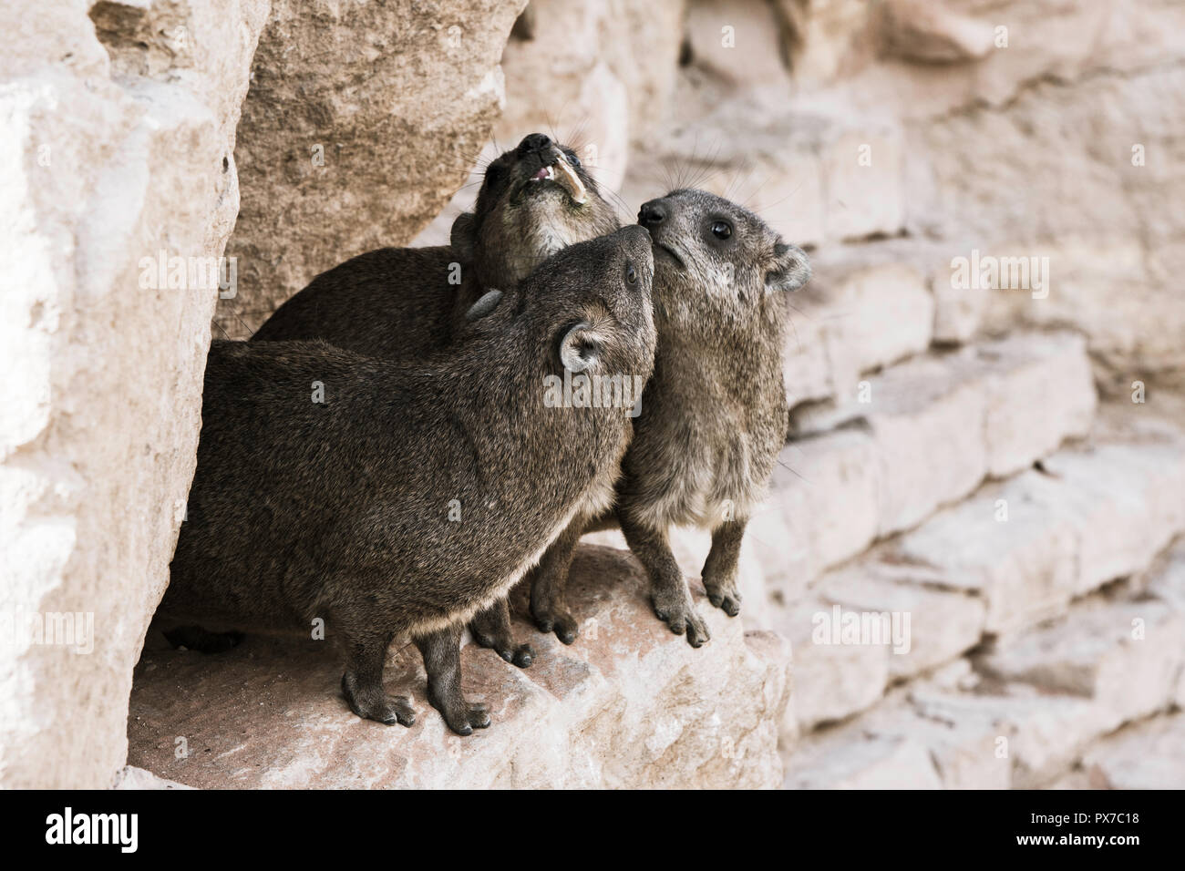 Predator of rock hyrax hi-res stock photography and images - Alamy