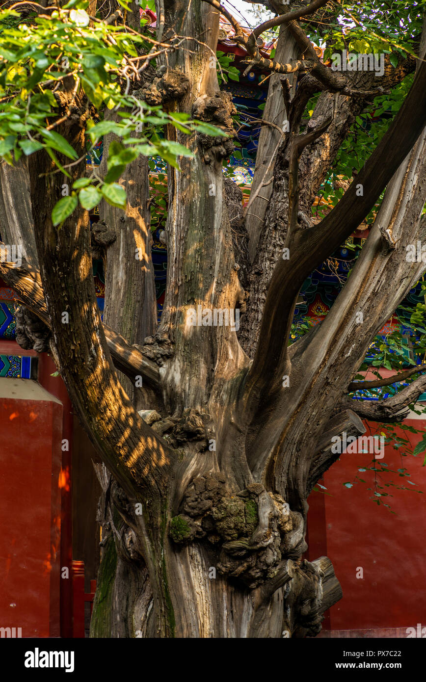 Trees, colorful pavilion, of the temple of Confucius in Beijing in ...