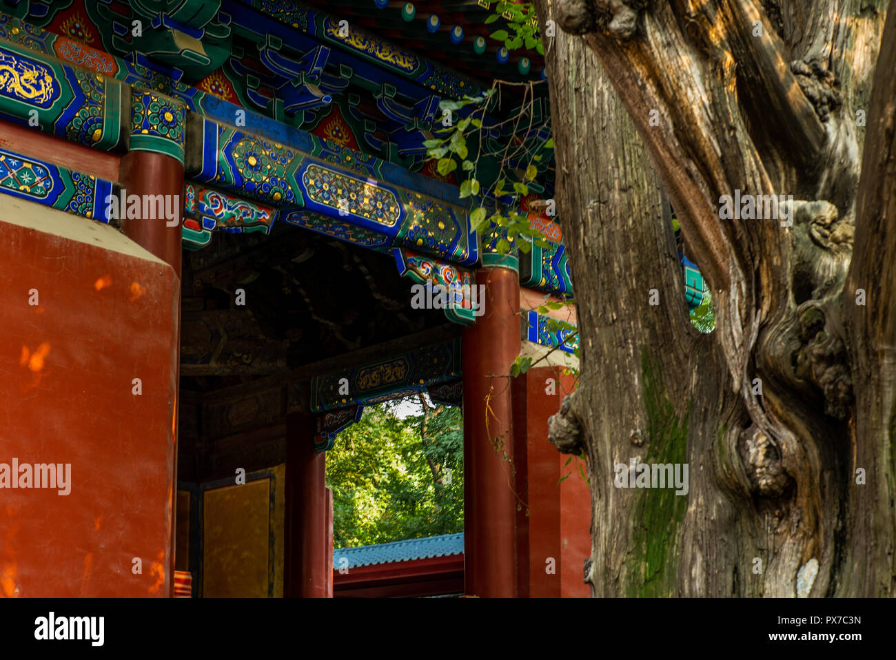 China beijing ancient cypress tree hi-res stock photography and images ...