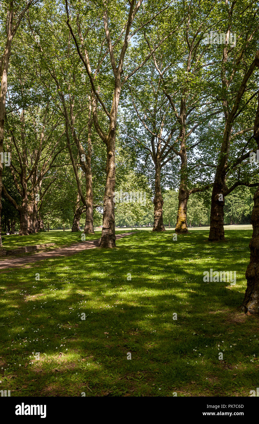 Beautiful park scene in public park with green grass field and green ...