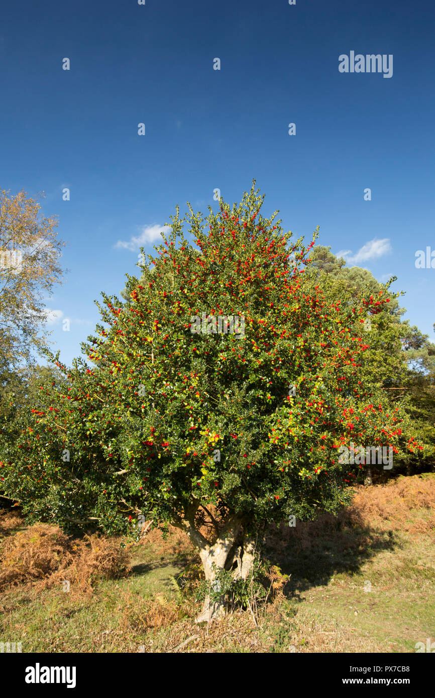 Holly tree uk hi-res stock photography and images - Alamy
