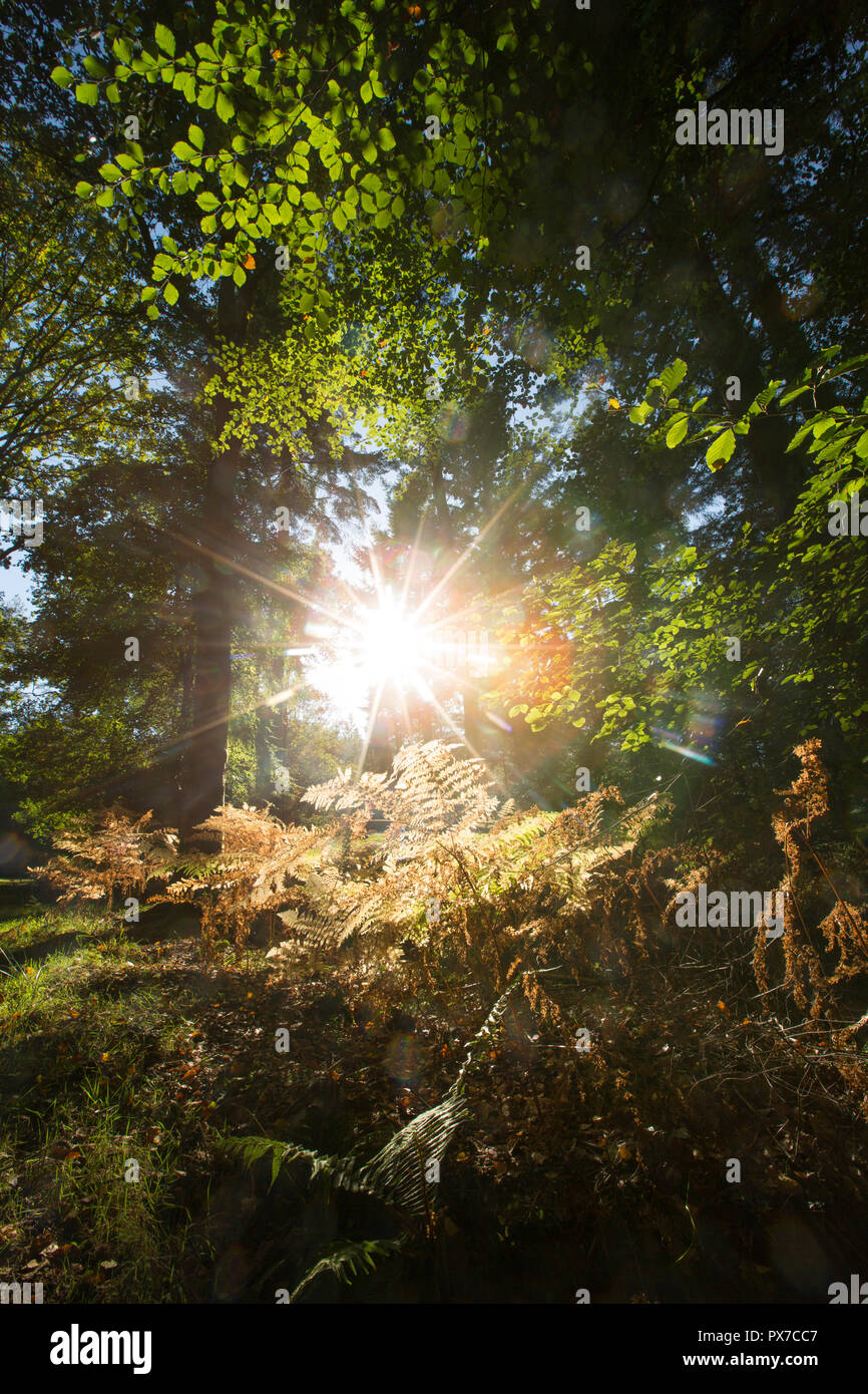 Light shining through trees hi-res stock photography and images - Alamy