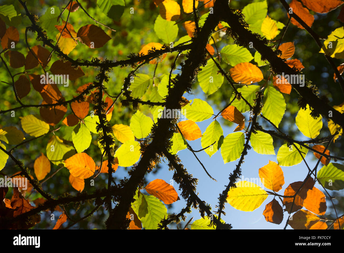 Beech trees, Fagus sylvatica, and leaves in October in the New Forest ...