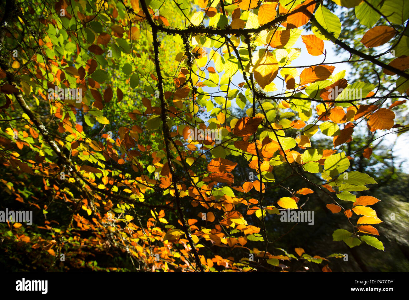 Beech trees, Fagus sylvatica, and leaves in October in the New Forest ...