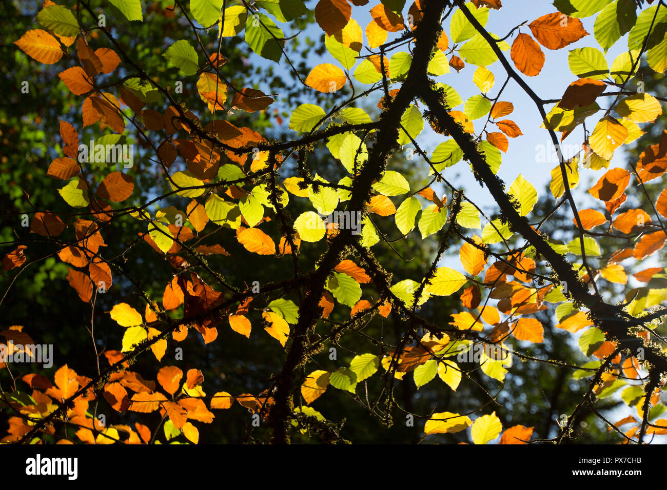 New colours hi-res stock photography and images - Alamy