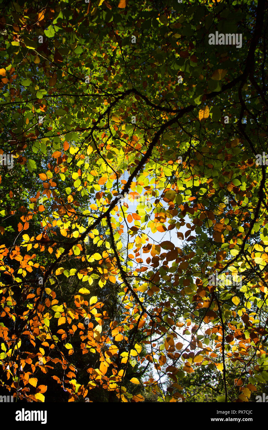 Beech tree with new leaves hi-res stock photography and images - Alamy