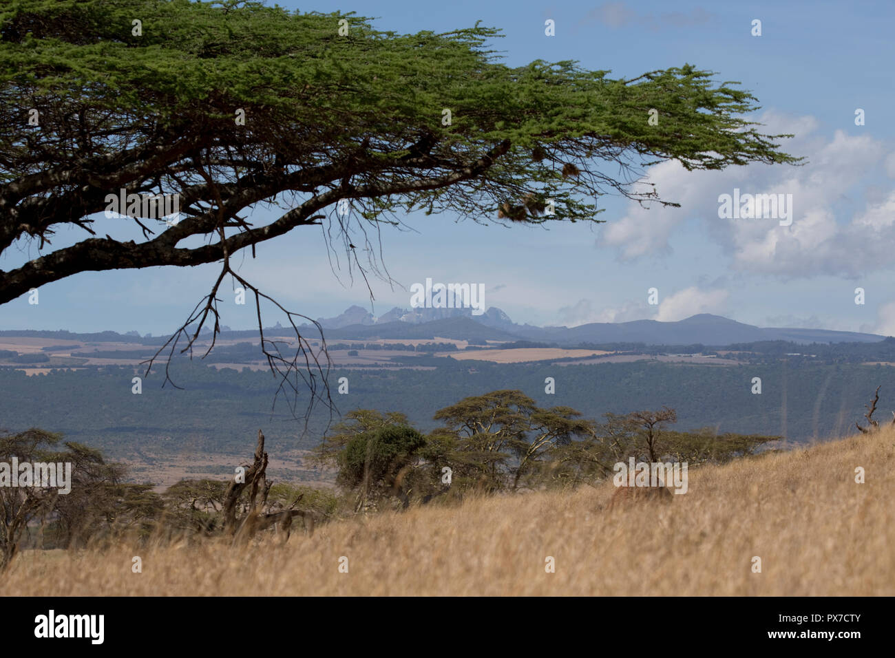 Scenic of Mount Kenya seen from Lewa Wildlife Conservancy Kenya Stock ...