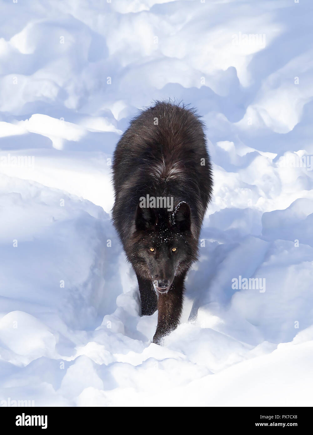 Black Wolf In Winter