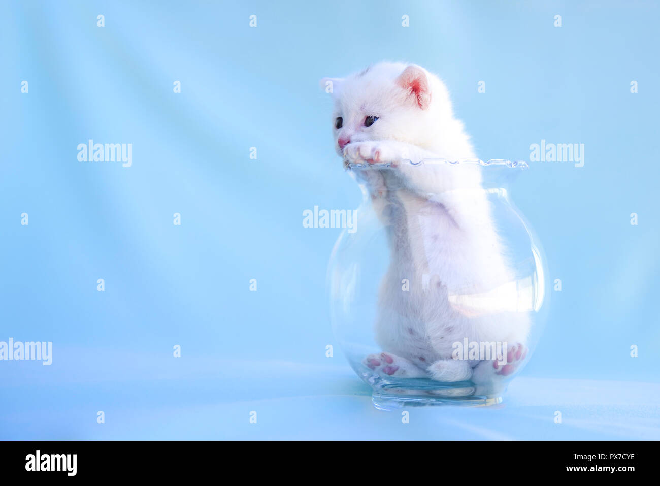 Soft and fluffy white kitten plays inside the transparent glass vase ...