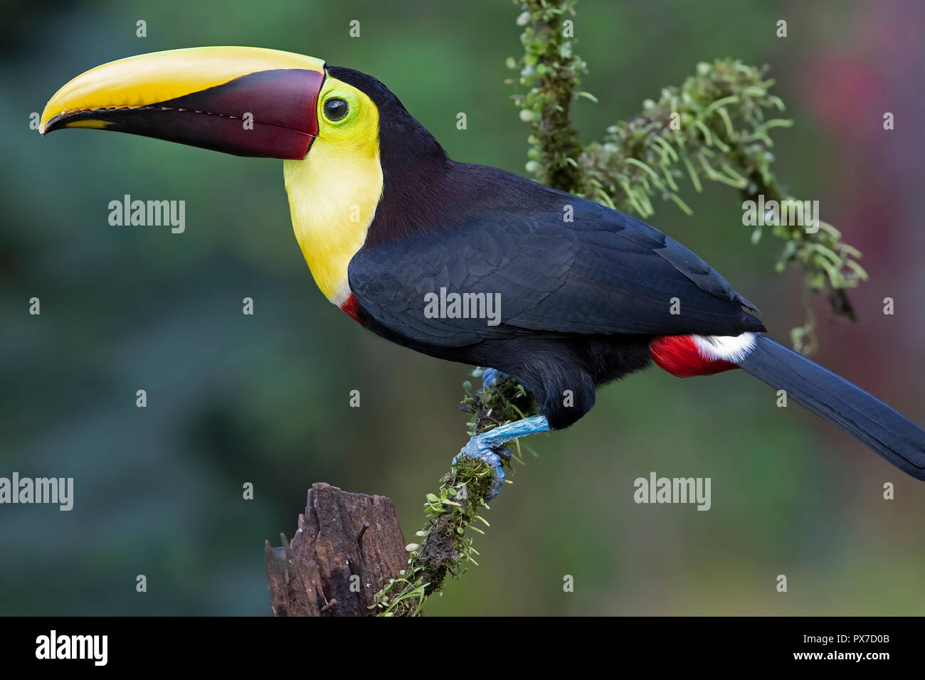 Costa rica yellow bird hi-res stock photography and images - Alamy