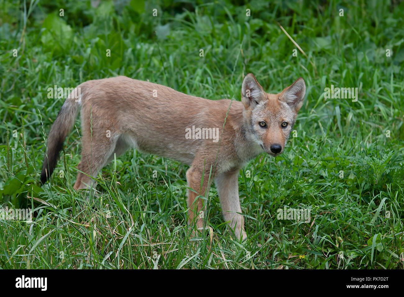 Coyote Pup