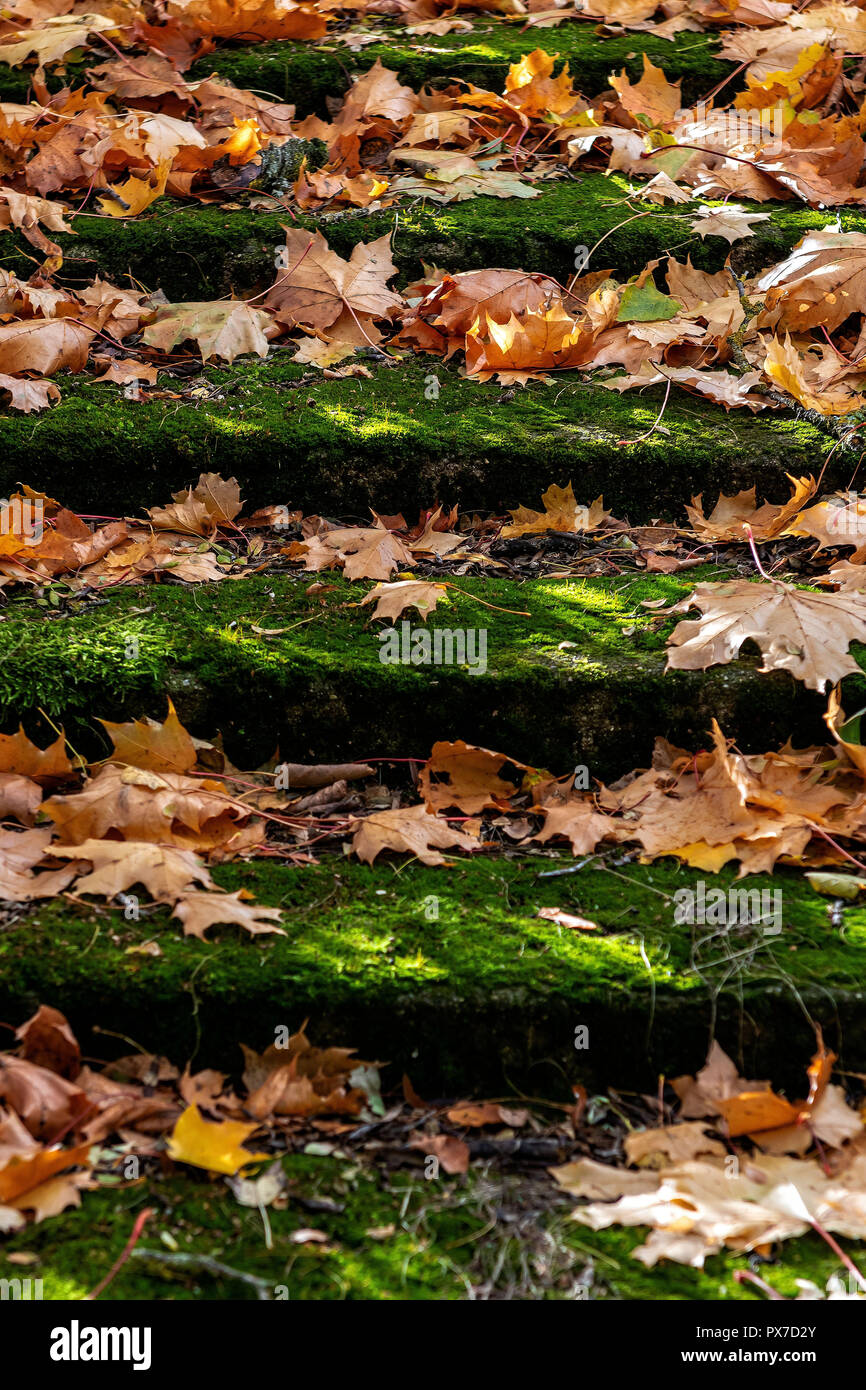Stone stairway maple leaves hi-res stock photography and images - Alamy