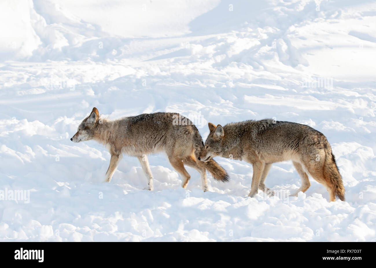 Two Coyotes (Canis latrans) isolated on white background walking and ...