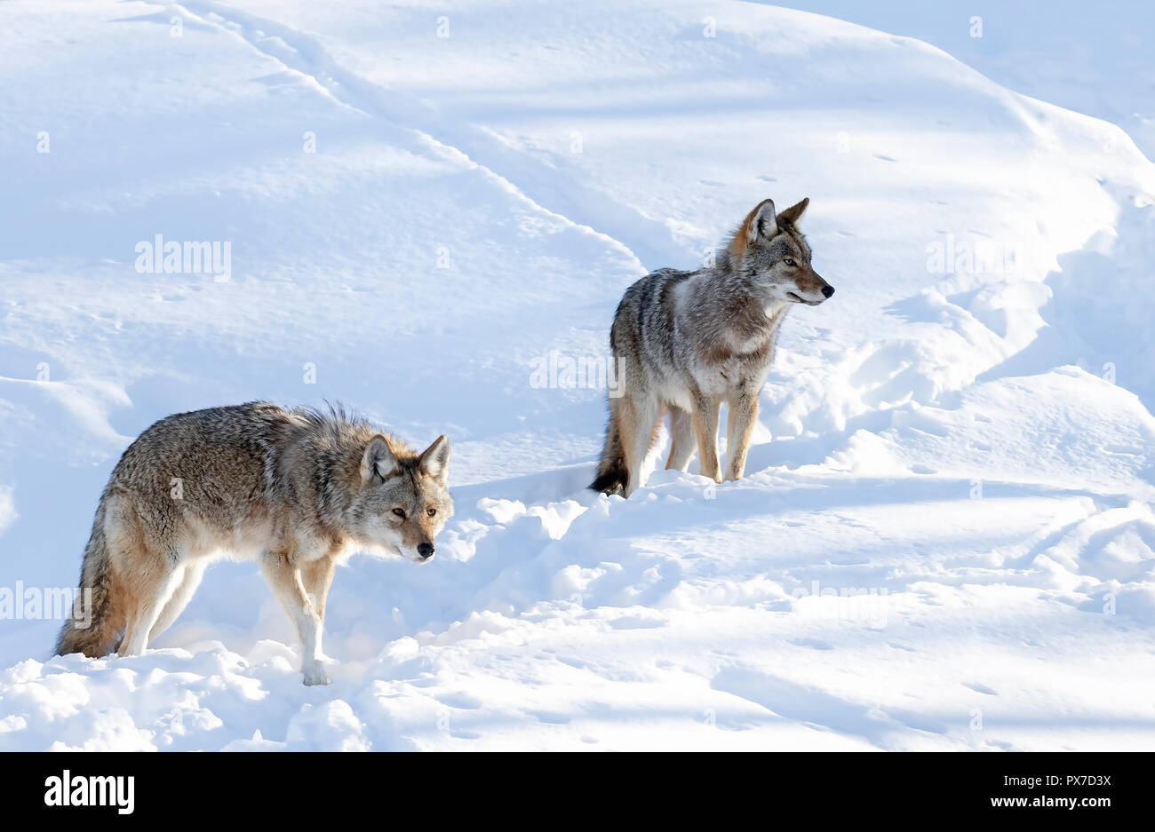 Two Coyotes (Canis latrans) isolated on white background walking and ...
