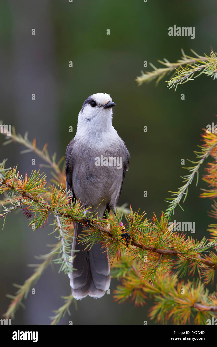 Canada Jay or Gray Jay (Perisoreus canadensis) perched on branch in ...