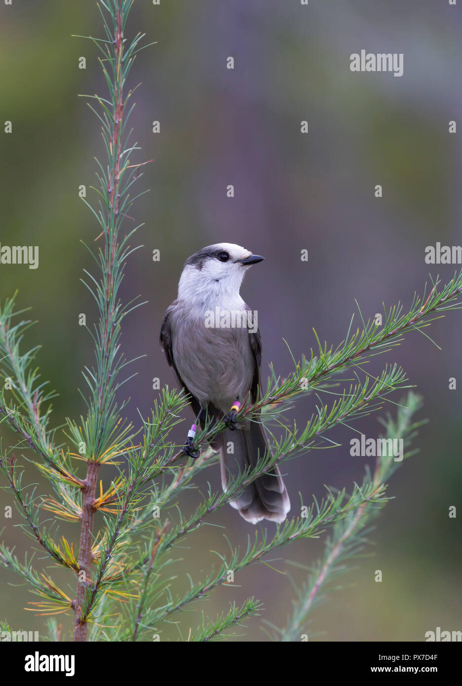 Canada Jay or Gray Jay (Perisoreus canadensis) perched on branch in ...