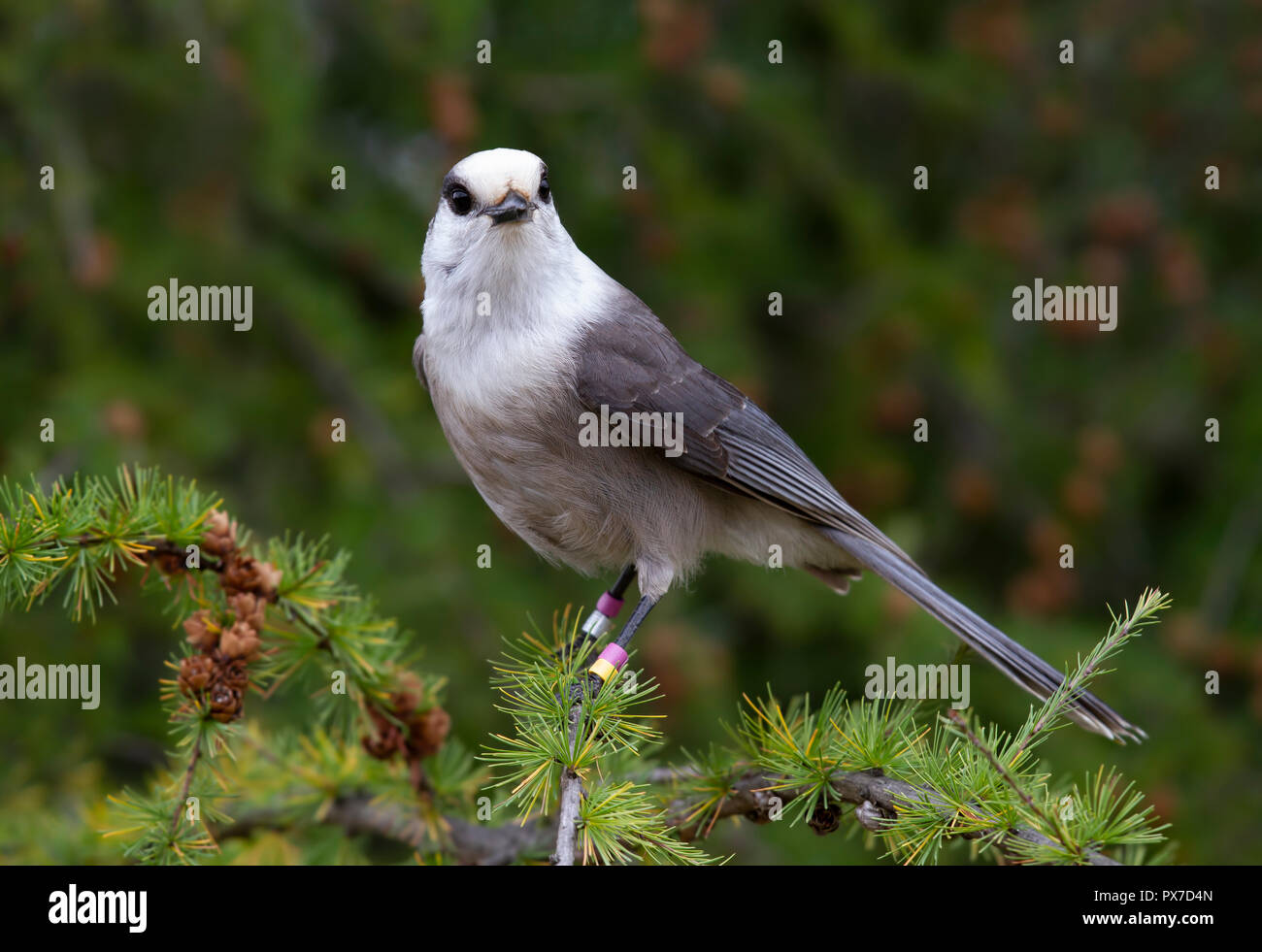 Perisoreus canadensis hi-res stock photography and images - Alamy