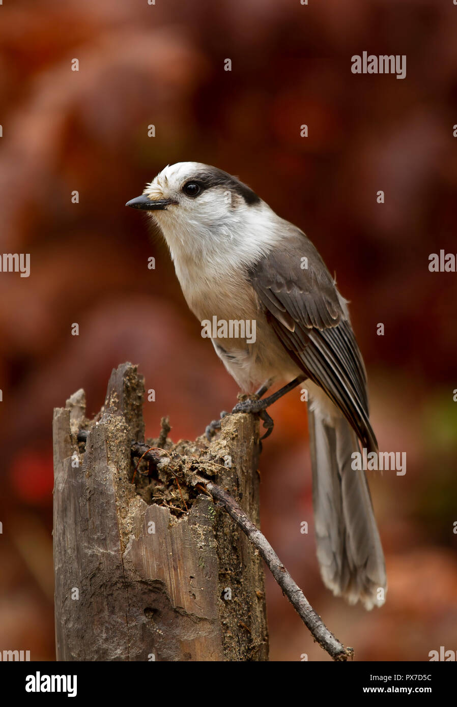 Canada Jay or Gray Jay (Perisoreus canadensis) perched on a tree stump ...