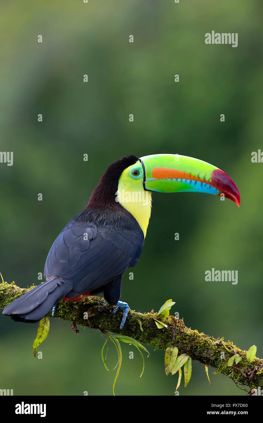 Keel-billed toucan (Ramphastos sulfuratus), also known as the rainbow ...