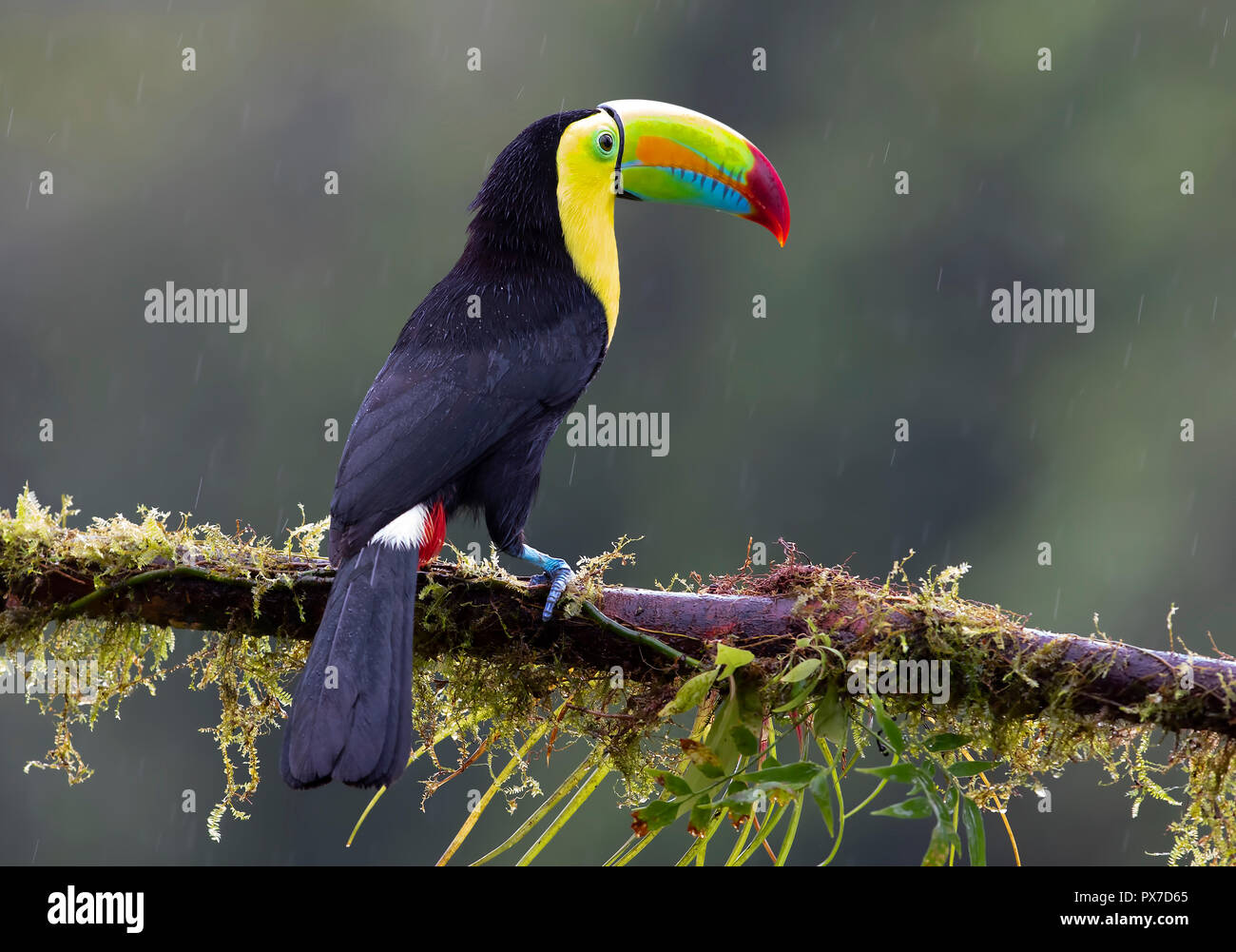 Keel-billed toucan (Ramphastos sulfuratus), also known as the rainbow ...